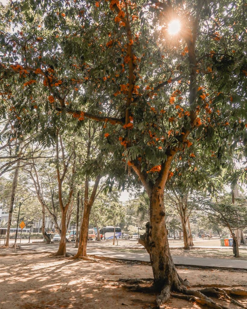 Viharamahadevi Park · Nature and Wildlife in Colombo - Ho Let's Go!