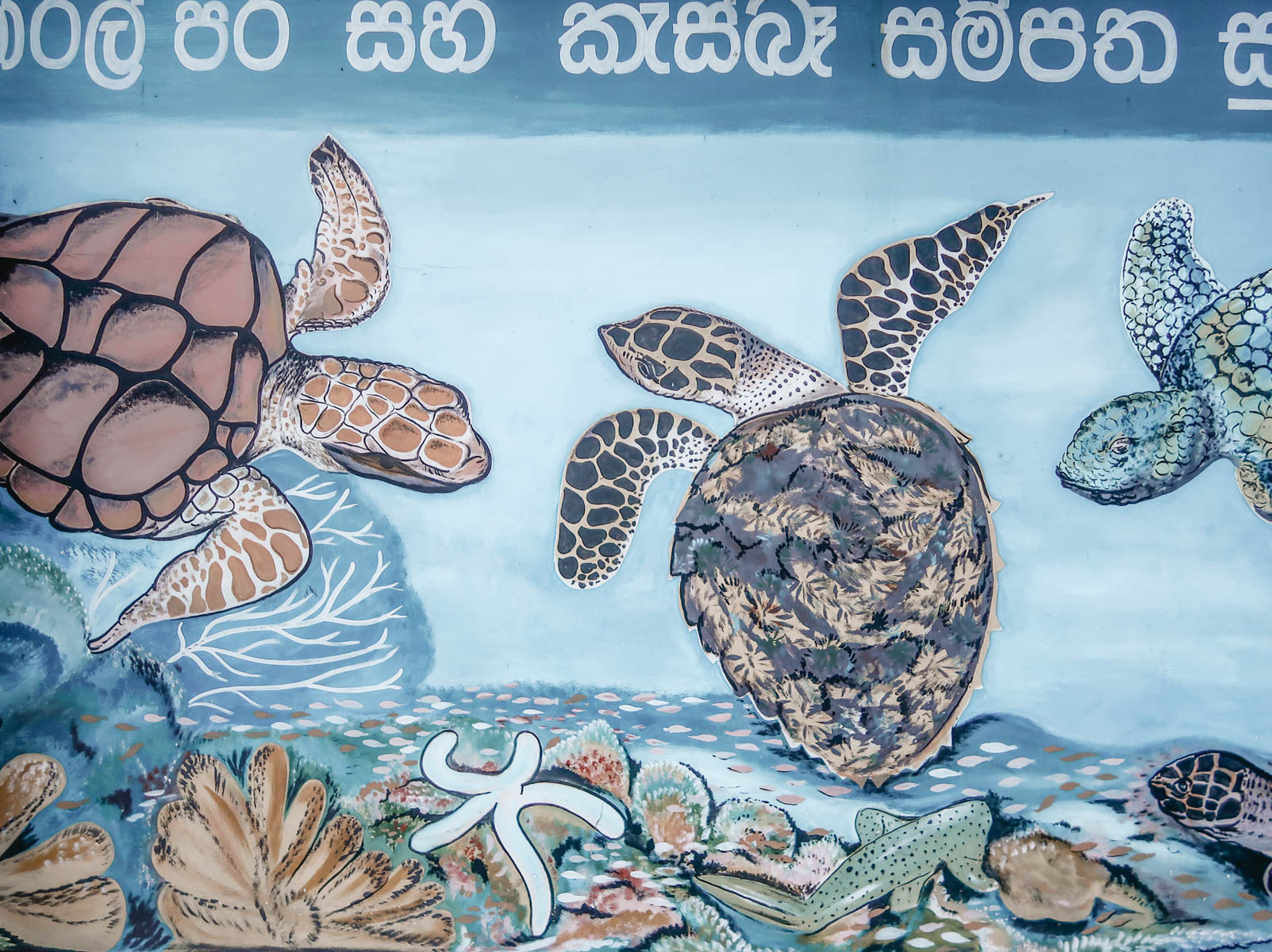 Releasing Baby Turtles in Unawatuna, Sri Lanka - Ho Let's Go!