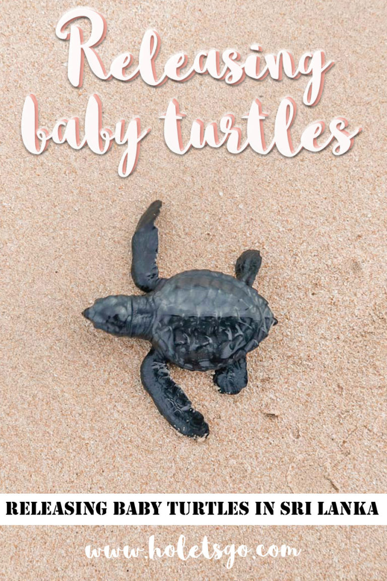 Releasing Baby Turtles in Unawatuna, Sri Lanka - Ho Let's Go!